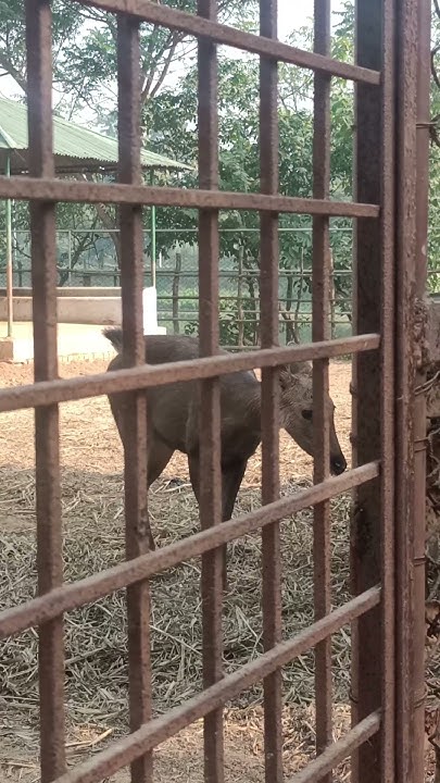 Savar Mini Zoo 🐆 #travel #tour #foryou #viralvideo #bangladesh #zoo #animal #nature - YouTube