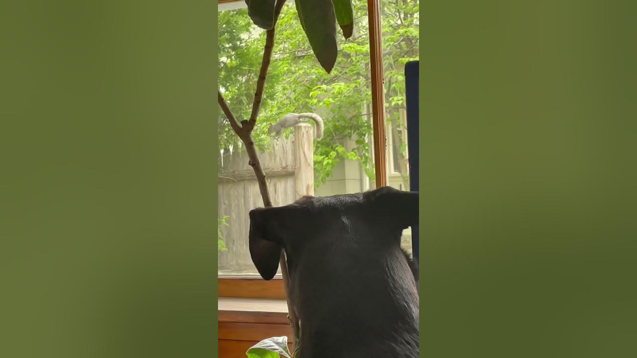 4-15-23 squirrel - YouTube