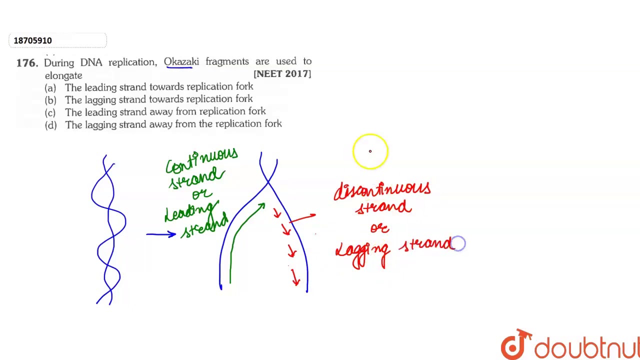 Okazaki Fragments Are Used To Elongate