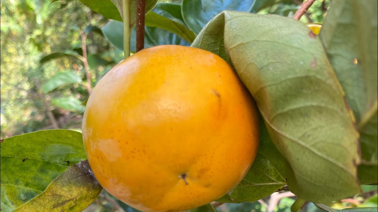 Picking permission fruit from the tree - YouTube