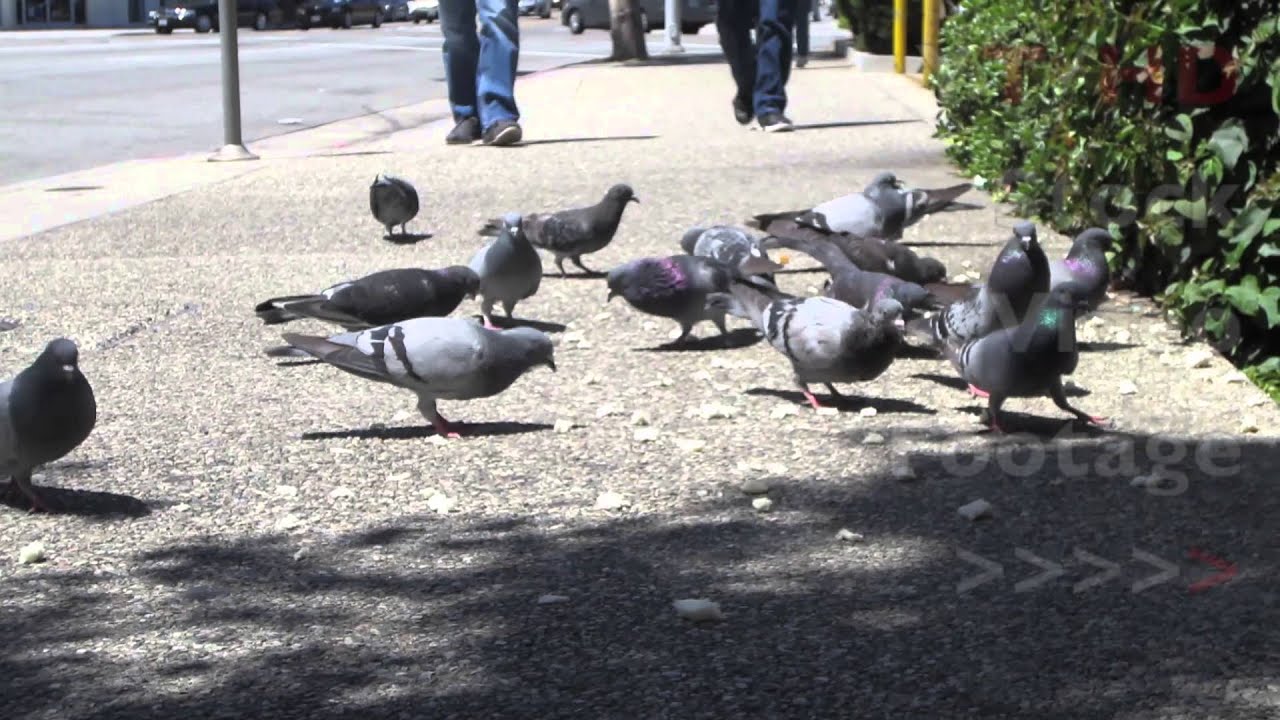 Rock Dove Pigeons Flock Eating Bread Crumbs on Urban City Street ...