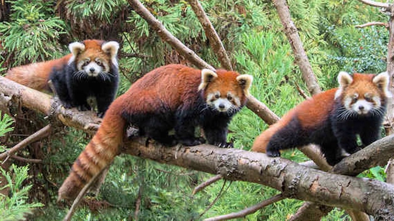 Top 5 Most Amazing Animals Of The Himalayas - YouTube