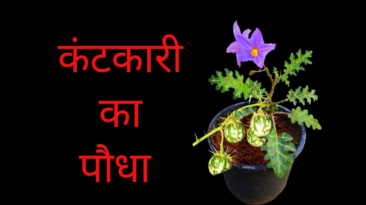 kantkari Plant , Kateri, Bhatkataiya, Yellow Berried Night shade ...