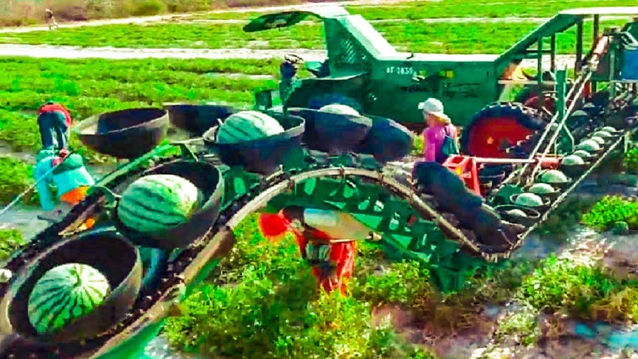 Amazing Watermelon Cultivation & Harvesting Process - Modern Watermelon ...