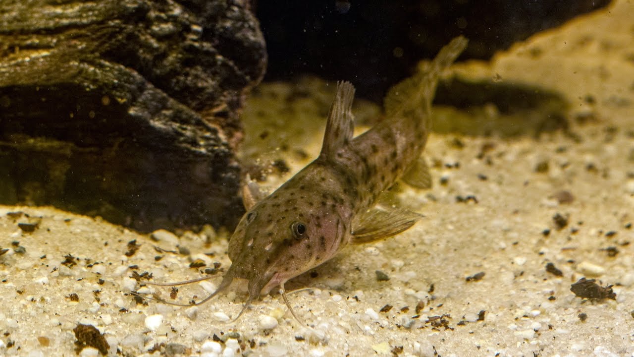 Unboxing predatory catfish from Africa - YouTube