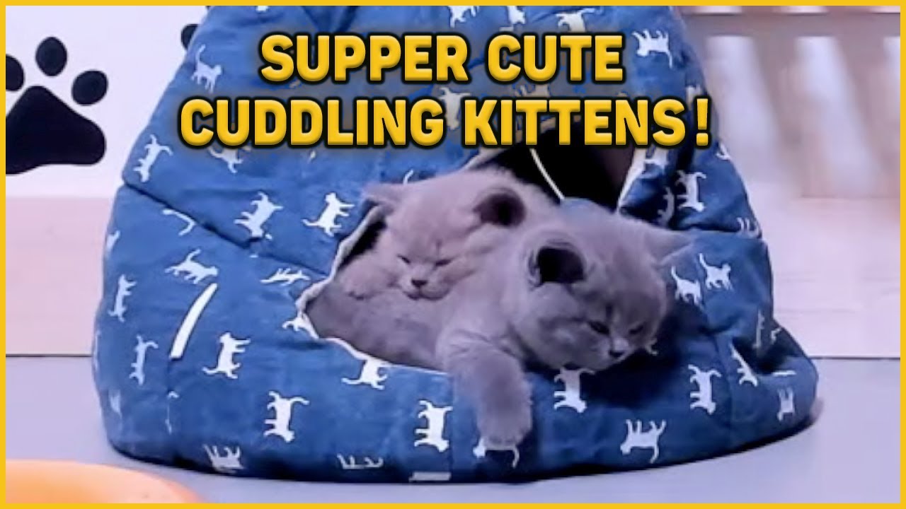 💙 Sleepy Cats ~ Cute Cuddling Kittens! ~ Funny Catnap! [British ...