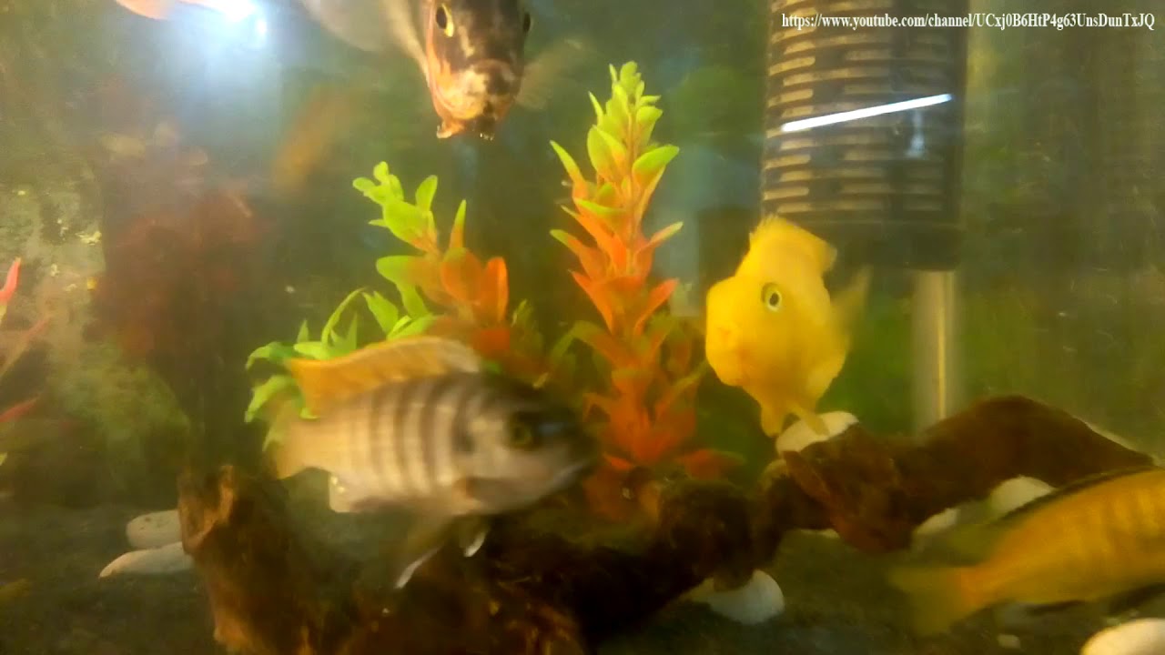 Friendly fish tank mates - YouTube