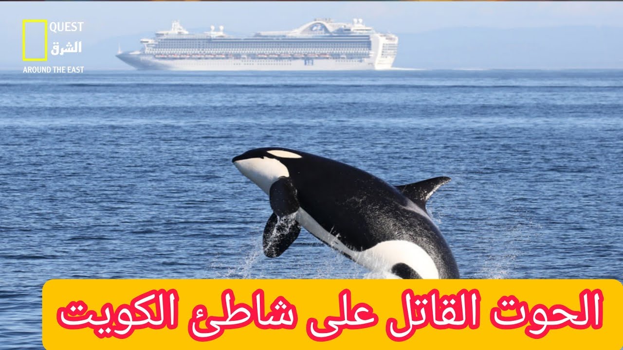 حوت الاوركا في شواطئ الكويت | Killer whale in Kuwait - YouTube