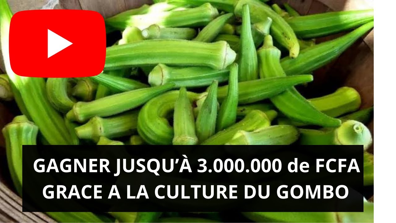GAGNER 240.000FCFA/MOIS GRACE A LA CULTURE DU GOMBO - YouTube