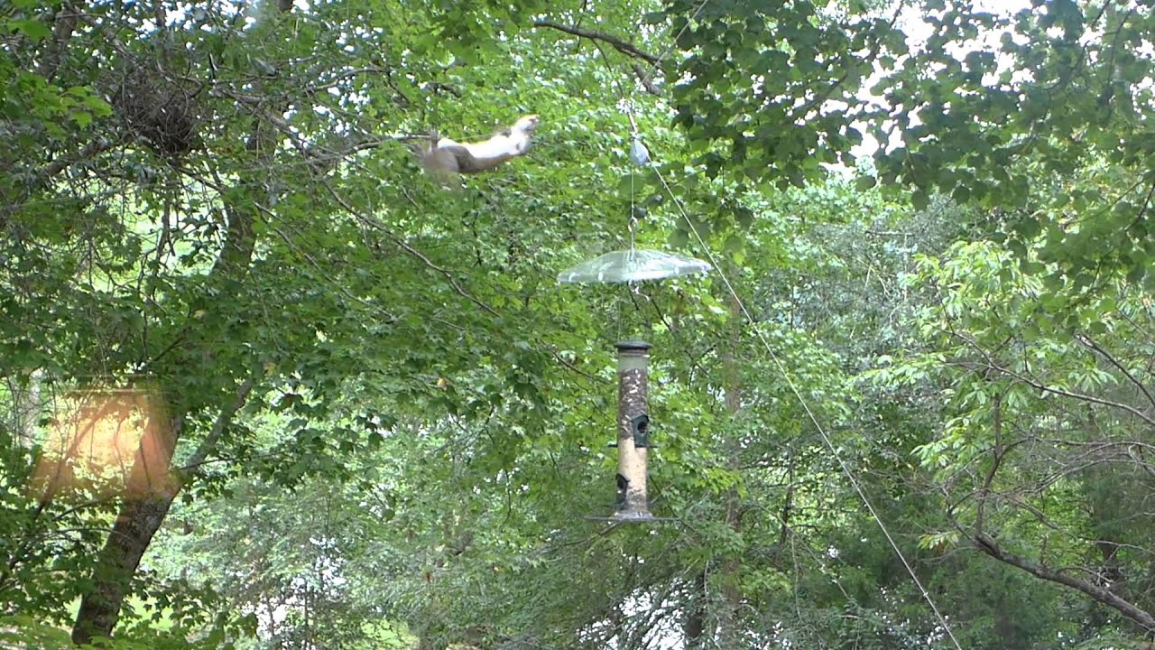 Squirrel takes zip-line to loot bird-feeder - YouTube