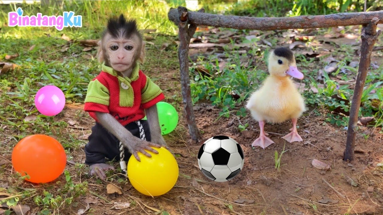 Luby Monyet Lucu Bermain Sepak Bola Warna-warni Bersama Bebek - YouTube