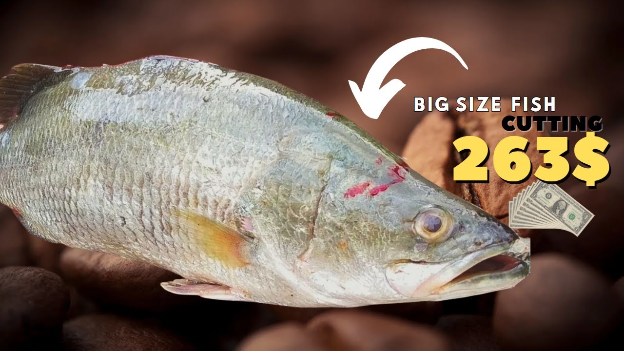 Big Briget Fish Cutting skills | Amazing Fish Cutting Video | Fish ...