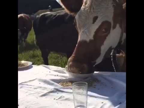 Dinner with cows 2 - YouTube