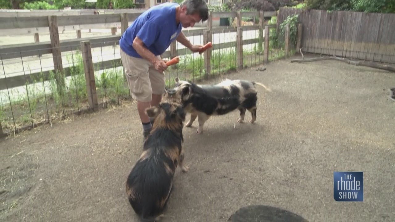 The Rhode Show - A Visit to the Zoo Commissary - 6/10/20 - YouTube