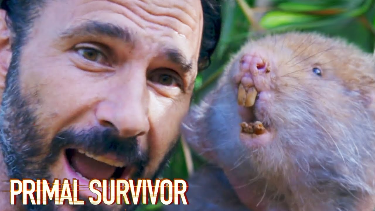 Catching A Bamboo Rat Using Our Smell | Primal Survivor - YouTube
