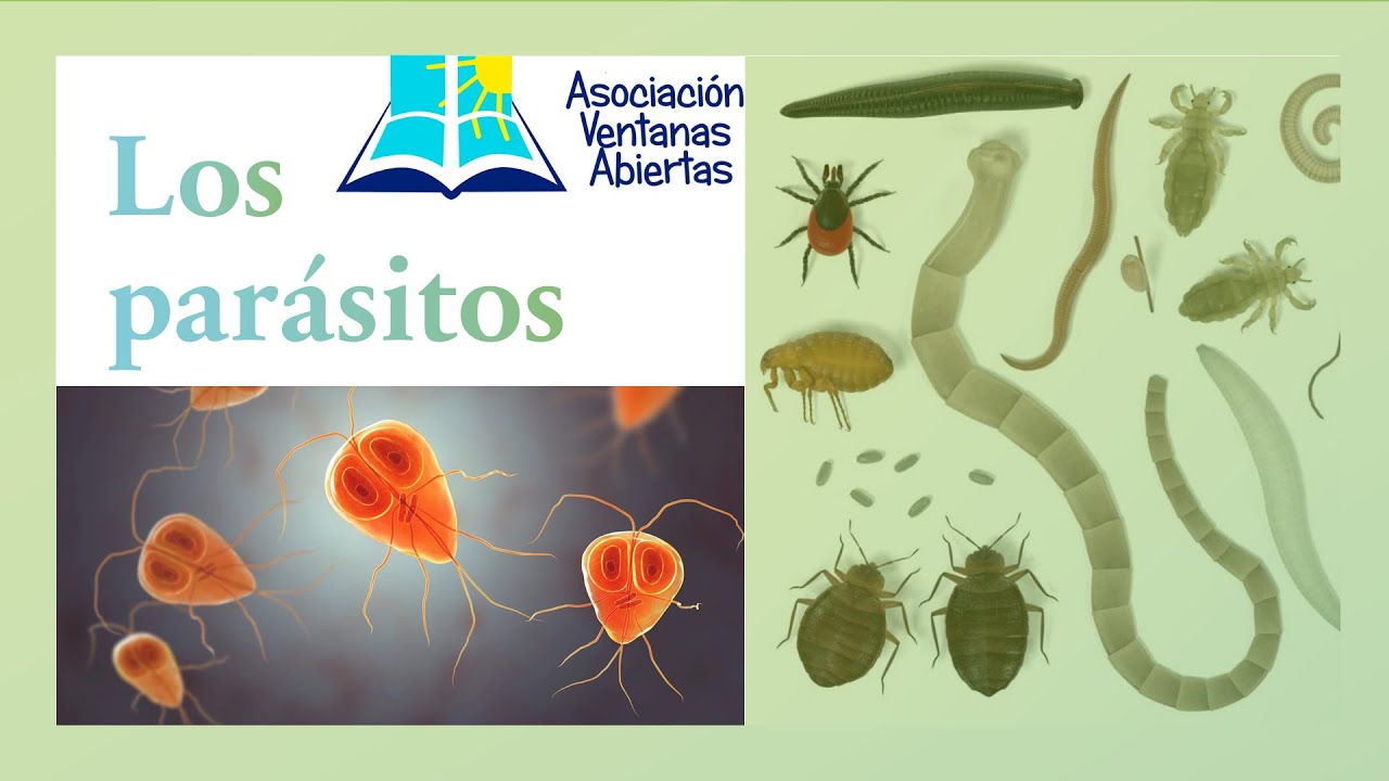 Tipos De Parásitos • Tiposde – Los 4 tipos de protozoos (y sus ...