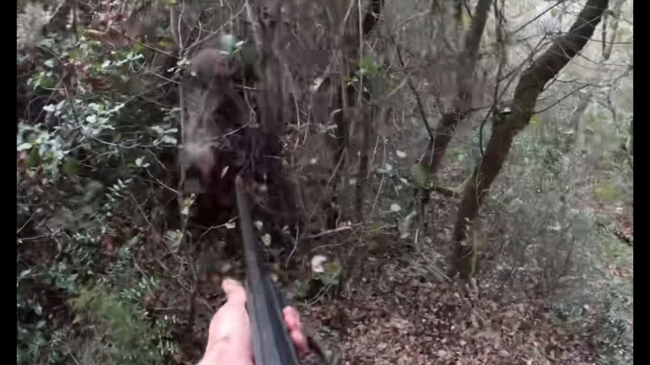 ΕΠΙΘΕΣΗ ΑΓΡΙΟΧΟΙΡΟΥ ΣΕ ΚΥΝΗΓΟ ΚΑΠΟΥ ΣΤΗ ΜΑΚΕΔΟΝΙΑ - WILDBOAR ATTACK ...