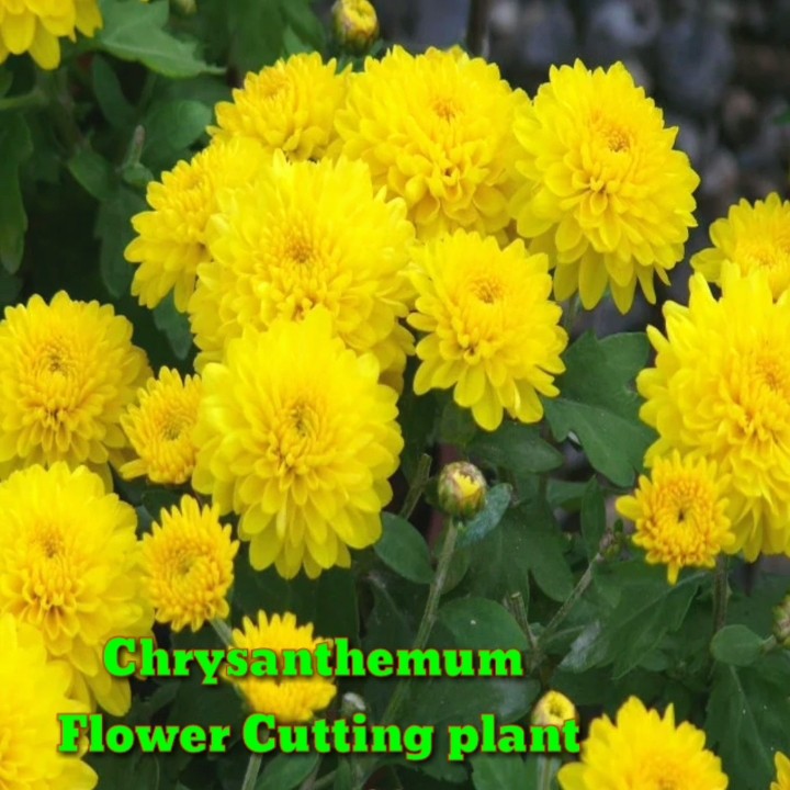 How to grow chrysanthemums from cutting plant।Chrysanthemum Flower ...