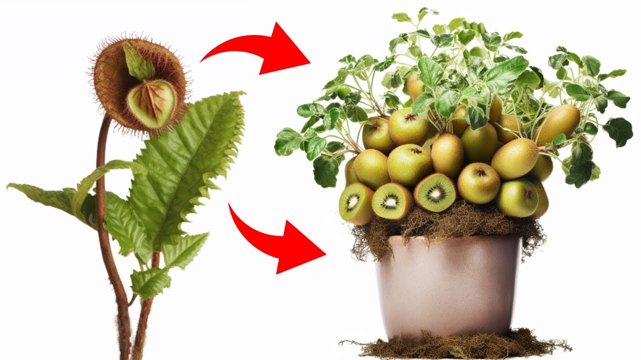 From Farm to Table, Kiwi-Potato Crazy Crossbreeding Method - YouTube