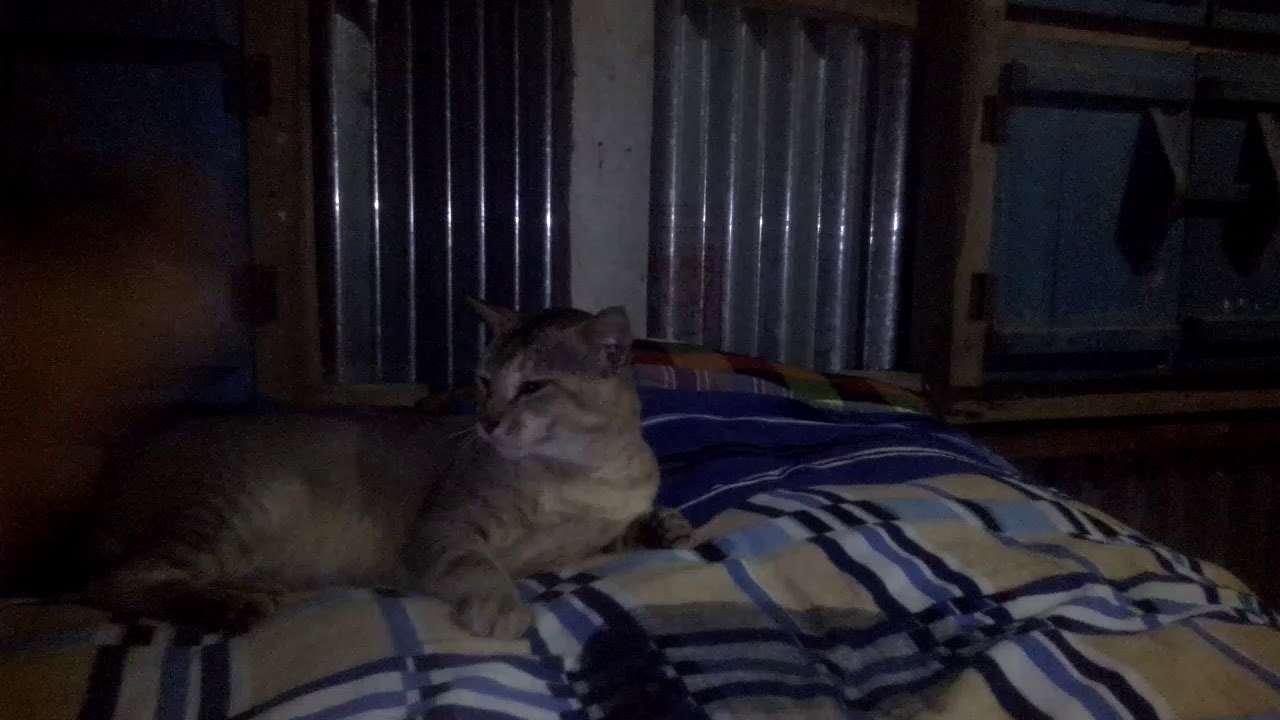 The cat become angry at time of sleeping.felling disturbe. - YouTube