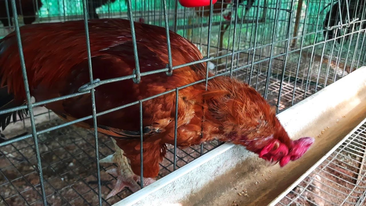 Smart mini layer Poultry Farming shed | Smart mini layer Chicken ...