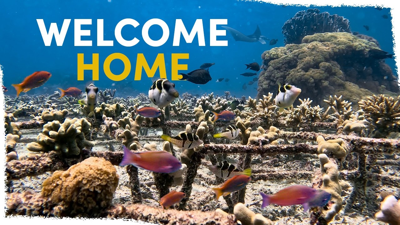 How fish are helping us at our Coral Reef Project | VLOG - YouTube