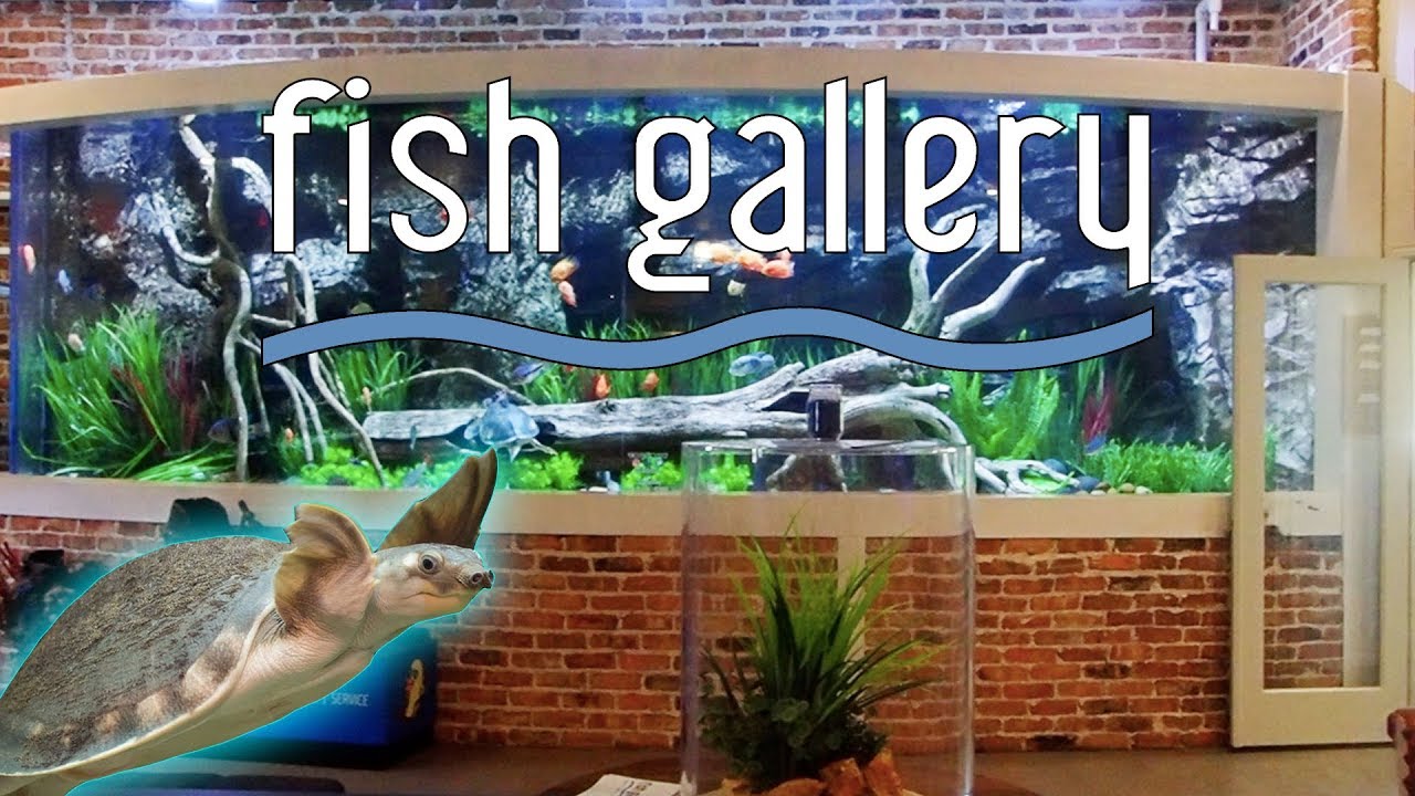 Fish Gallery Houston Tour - YouTube