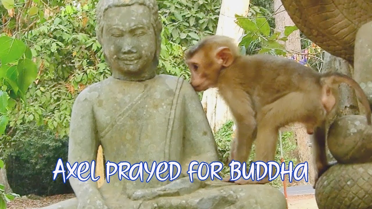 Poor orphan baby monkey Axel visit the buddha &prayed for the buddha to ...