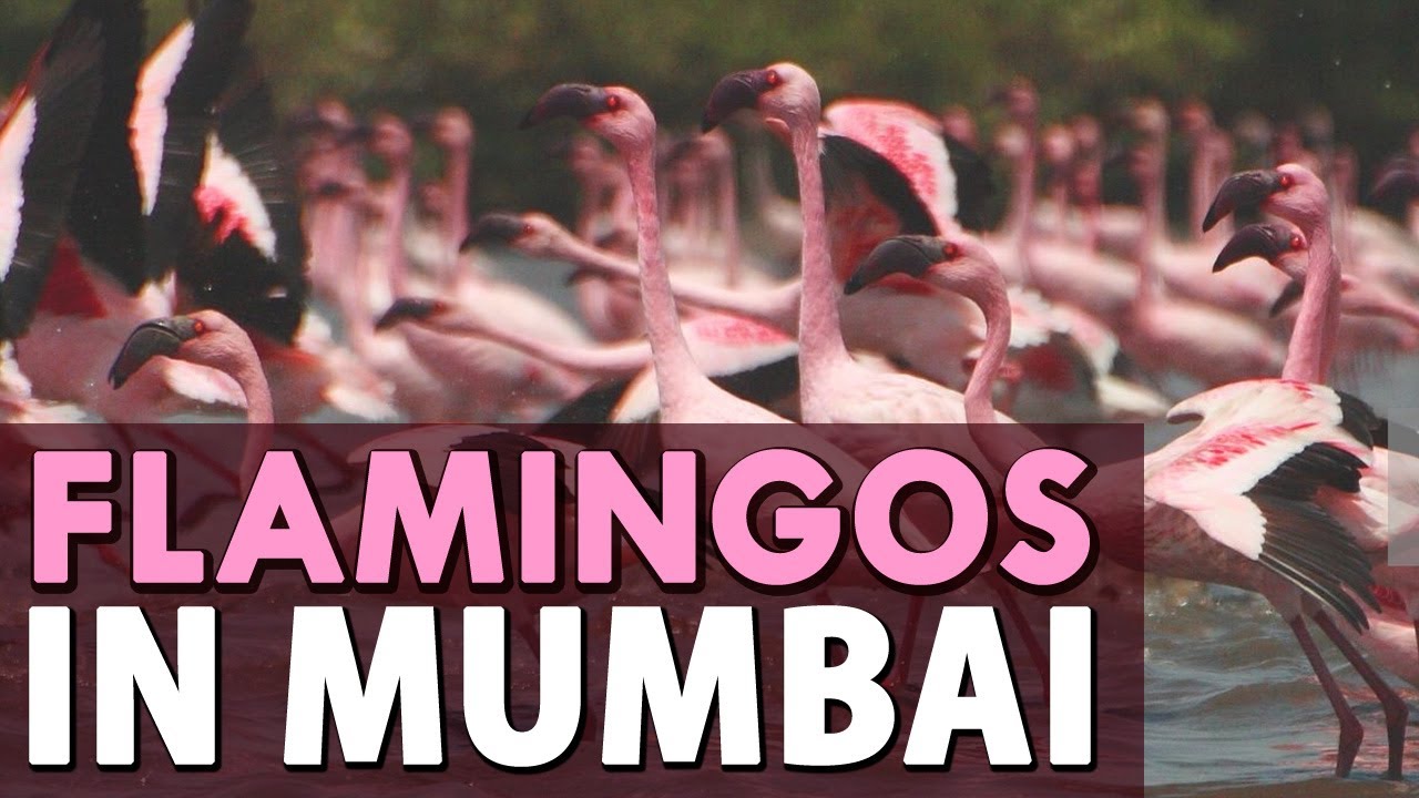 Beautiful Flamingos in Mumbai | Sewri Jetty - YouTube