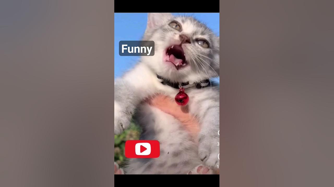 The Funniest youtube shorts🤣🤣🐈‍⬛ - YouTube
