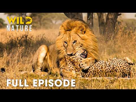 Africa’s Greatest Fights Of Extraordinary Predators (Full Episode) | Wildlife Documentary