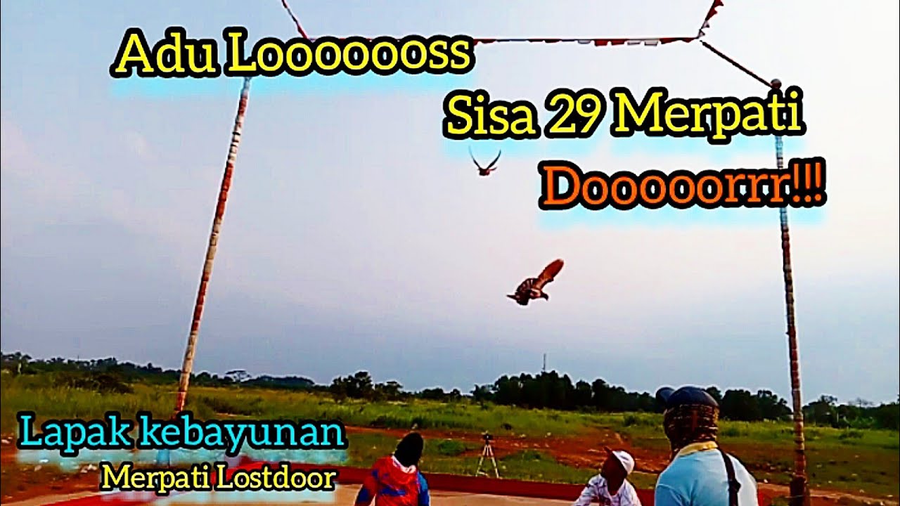 Lapak Kebayunan ||Sisa 29 Merpati Adu Lossss Atas Bawah Door Babak 3 ...