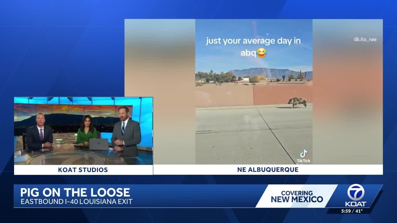 Wild pig caught after Albuquerque police foot chase - YouTube