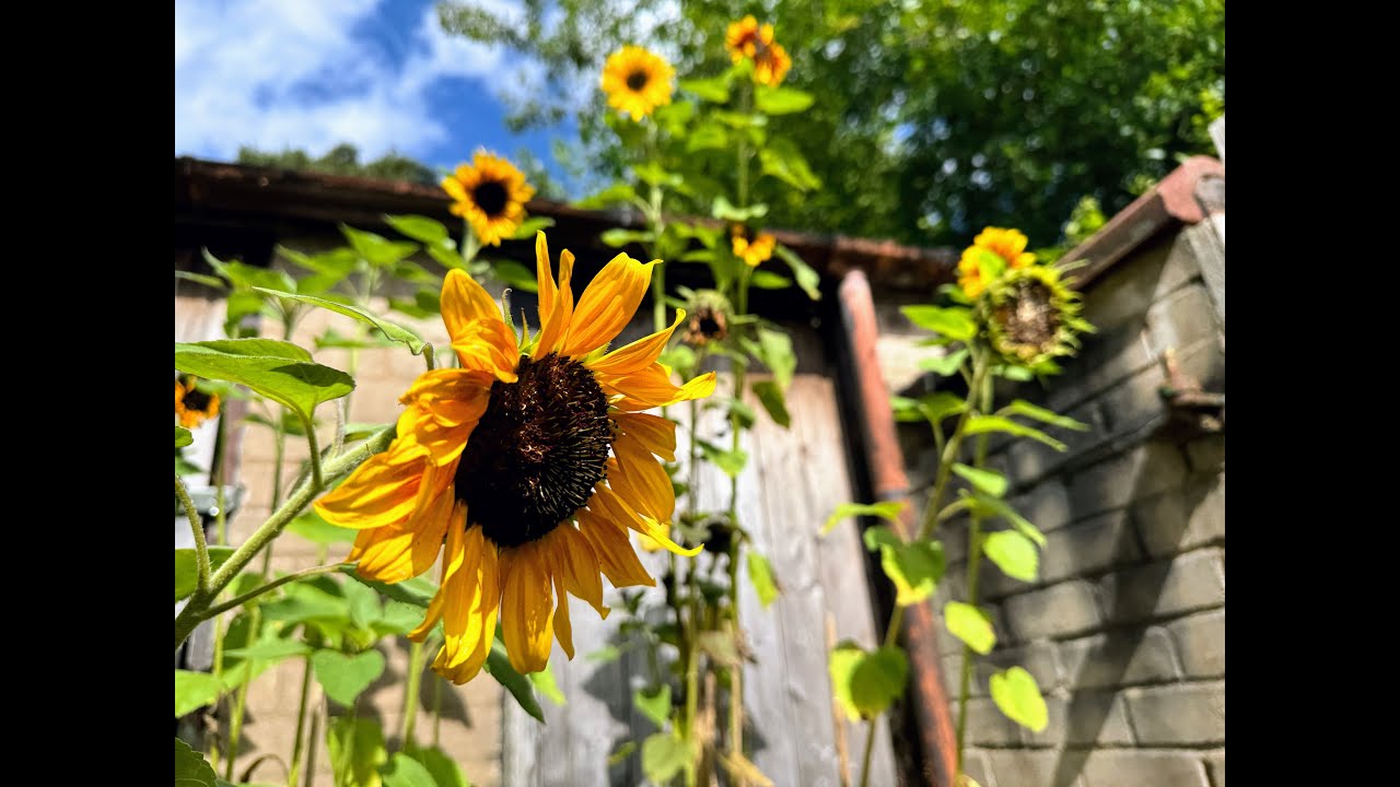 Sunflower Life Cycle Time-lapse - YouTube