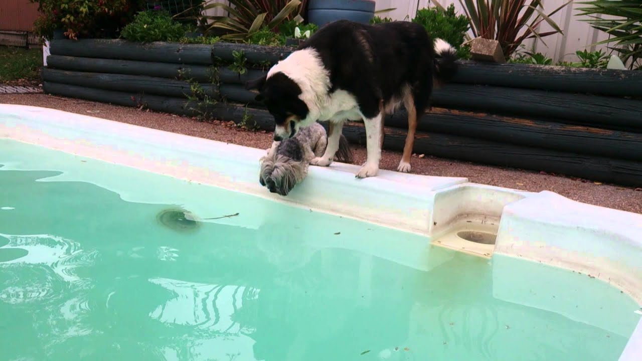 Dog falling in the pool trying to catch a lizard - YouTube