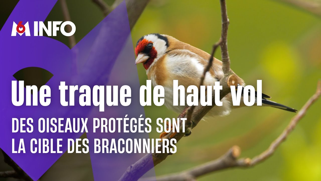 Enquête : sur les traces des braconniers d'oiseaux rares et protégés ...
