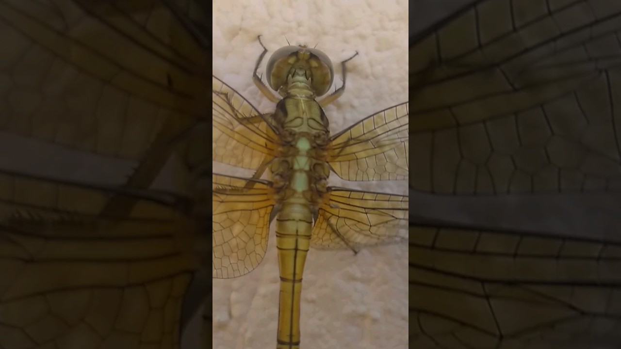 this is some of insect u can find in Uganda - YouTube