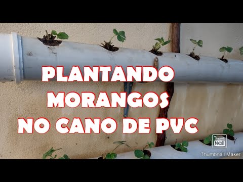 PLANTANDO MORANGO NO CANO DE PVC - YouTube