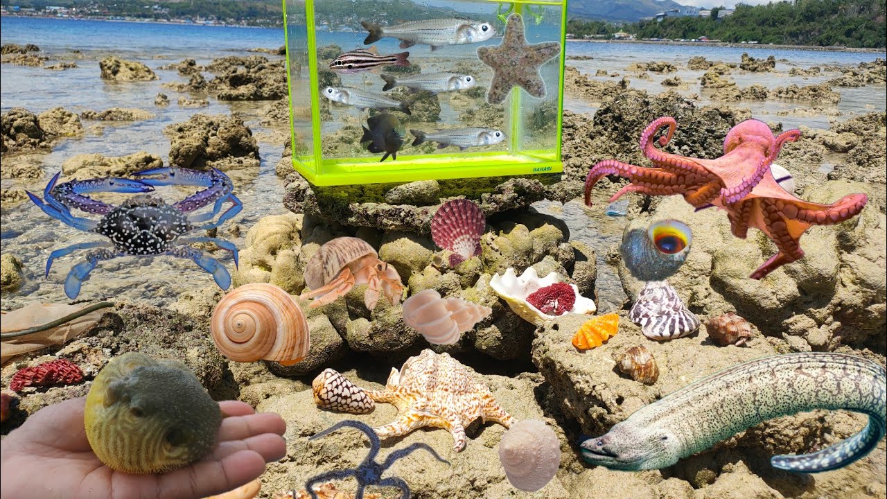 Seek and Find Starfish, Kelomang, PufferFish, Bintang laut ular, Siput ...