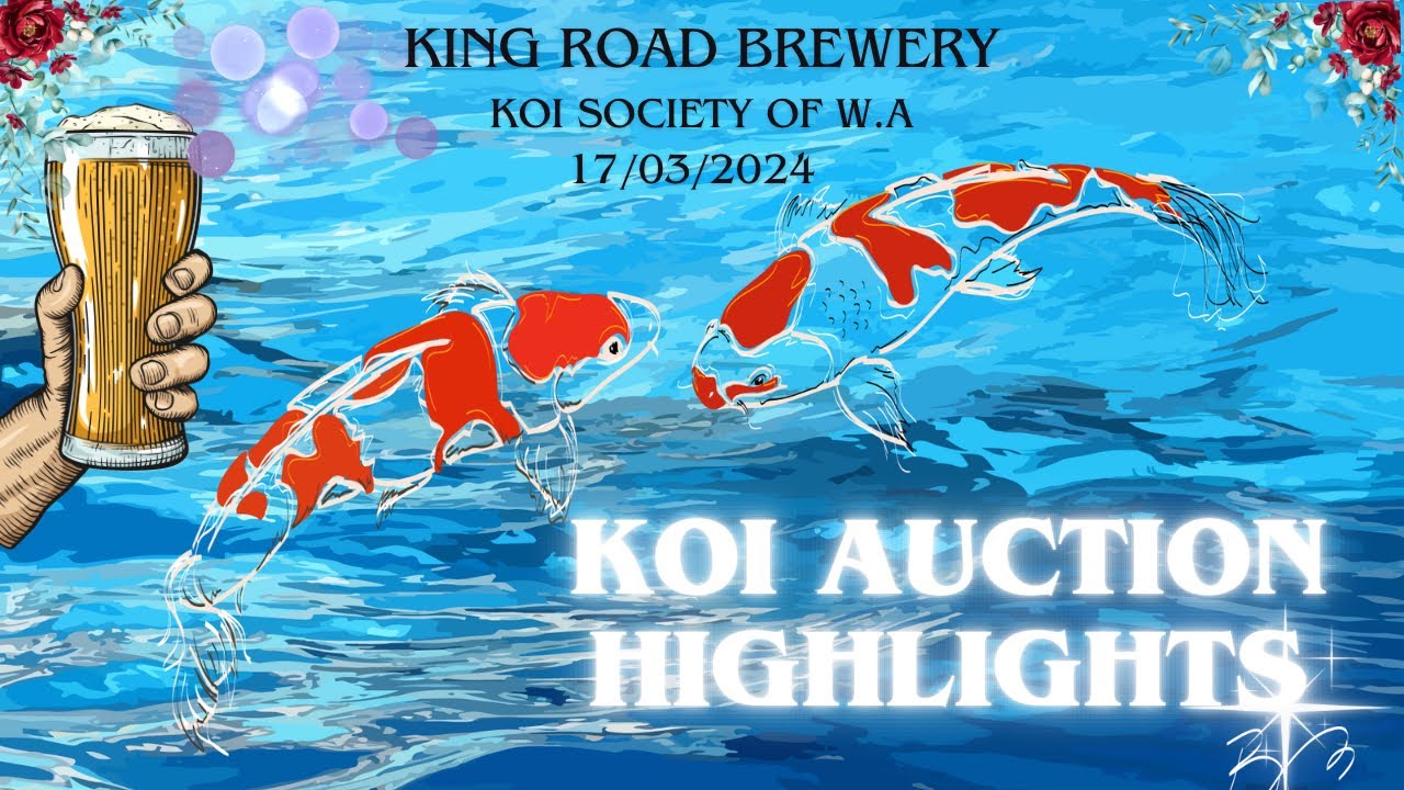 KOI AUCTION HIGHLIGHTS: Koi Society of Western Australia | 17.03.2024 - YouTube