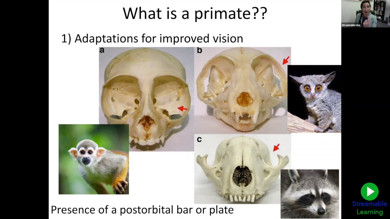 FOSSIL FRIDAY: Primate Evolution | Grades 7-10 - YouTube