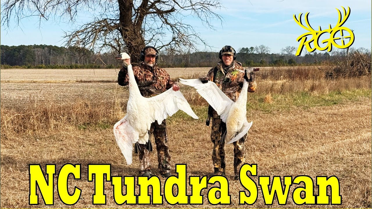 North Carolina Tundra Swan Hunt...Two Down!!! | RGO #506 - YouTube