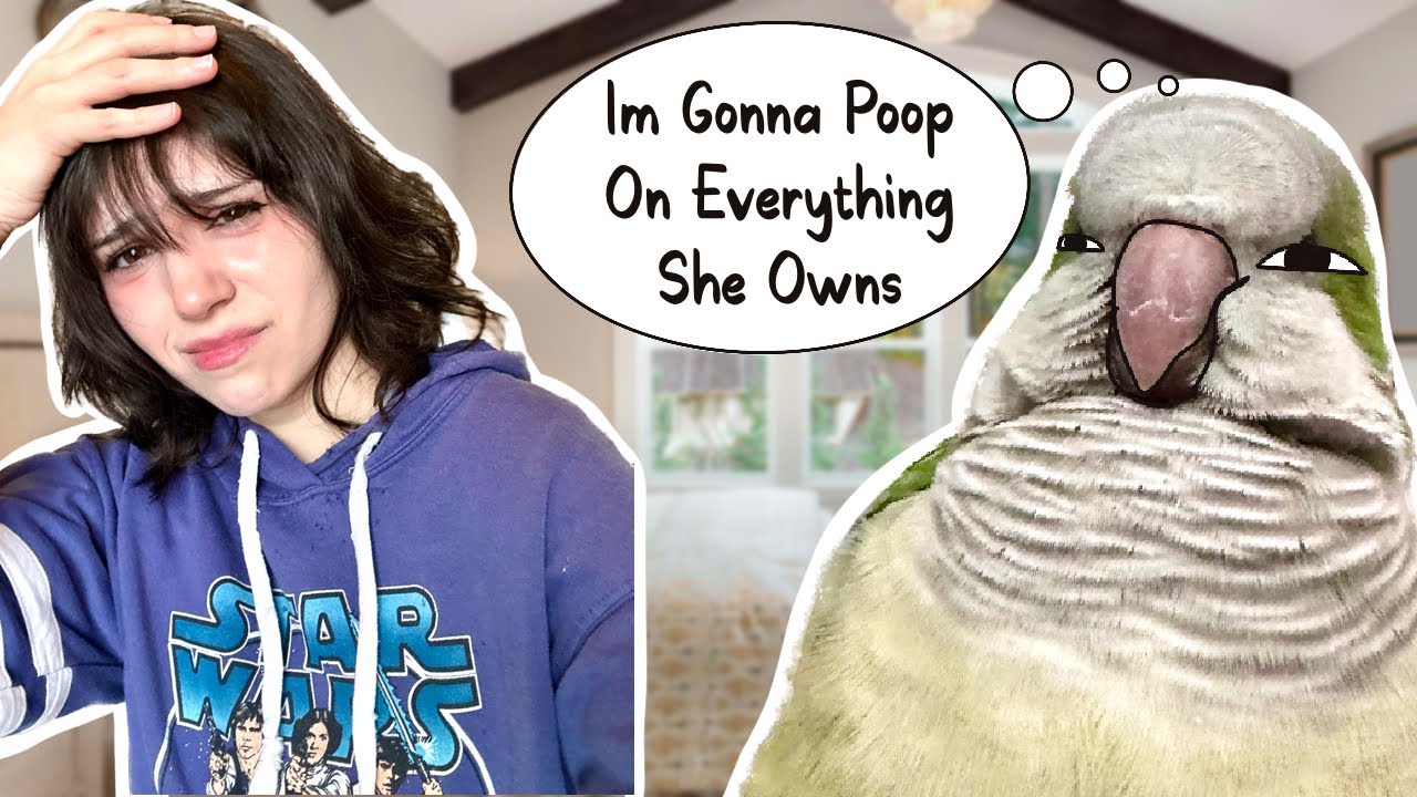 How I Deal With Bird Poop EVERYWHERE! - YouTube