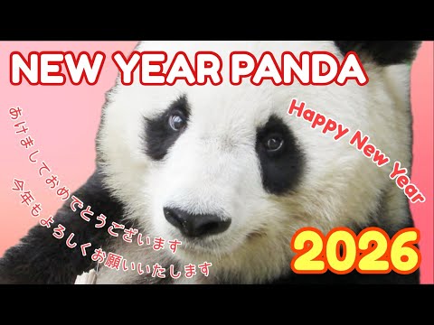 【謹賀新年✨】新年あけましておめでとうございます🐼 今年もよろしくお願いいたします🐼 原点回帰の新たな始まりの年🐼 NEW YEAR PANDA 2026🐼