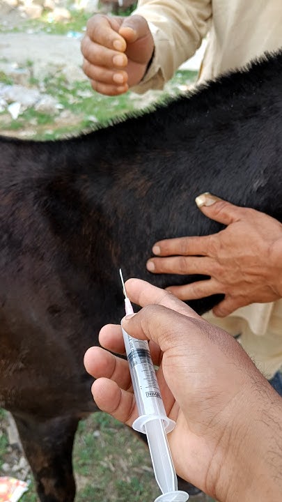 Intramuscular injection #horse #new #viralvideo #trendingshorts #subscribe #shere #love #like ...
