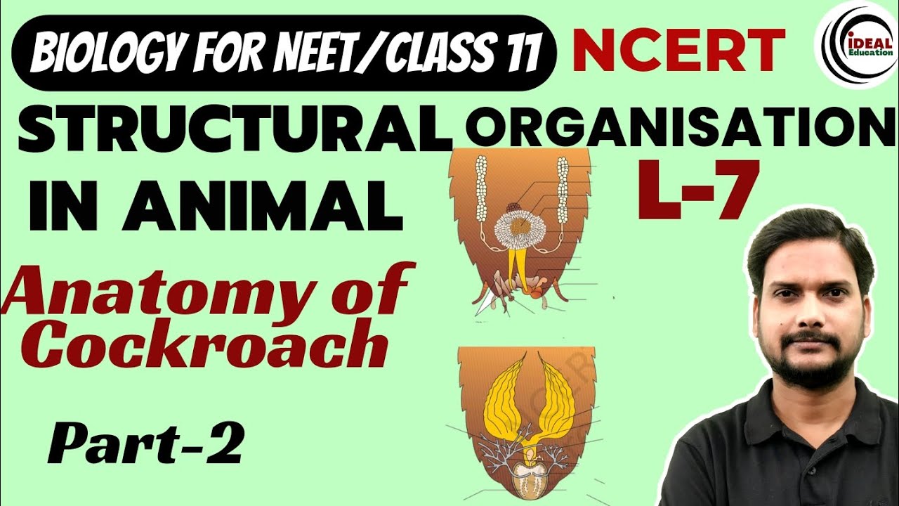 CLASS 11|| STRUCTURAL ORGANISATION IN ANIMAL ||L-7 ||Anatomy of ...