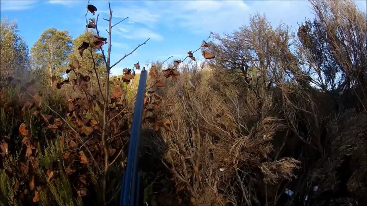 chasse en corse migration palombe 2013 - YouTube