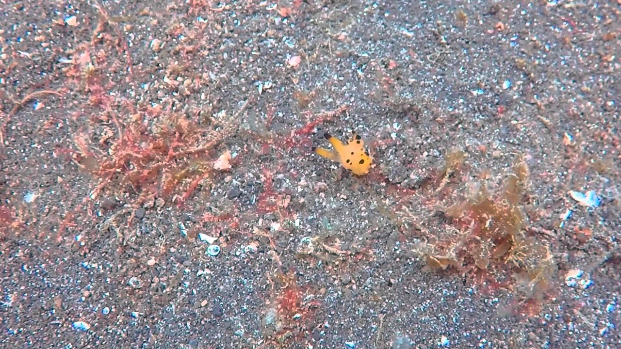 "Pikachu Sea Slug" - Thecacera Pacifica - YouTube