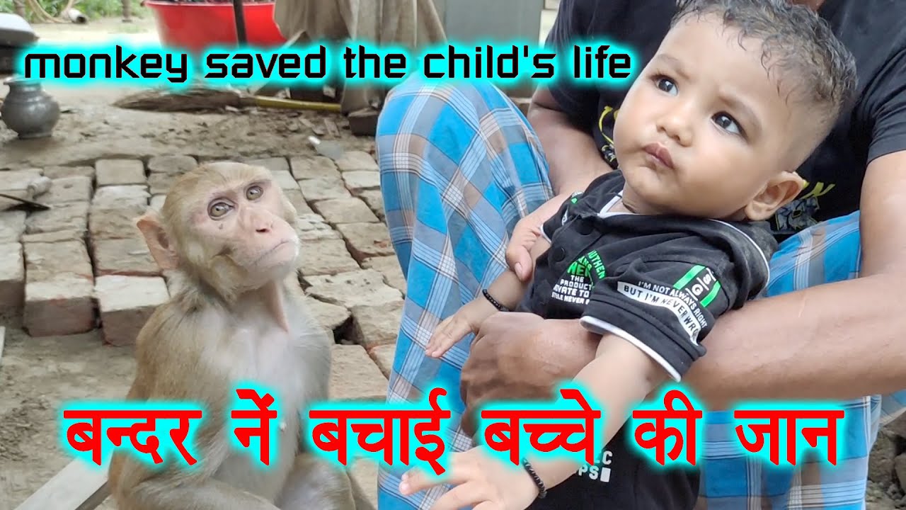 बन्दर ने बचाई बच्चे की जान | monkey saved the child's life | टैलेंटेड ...