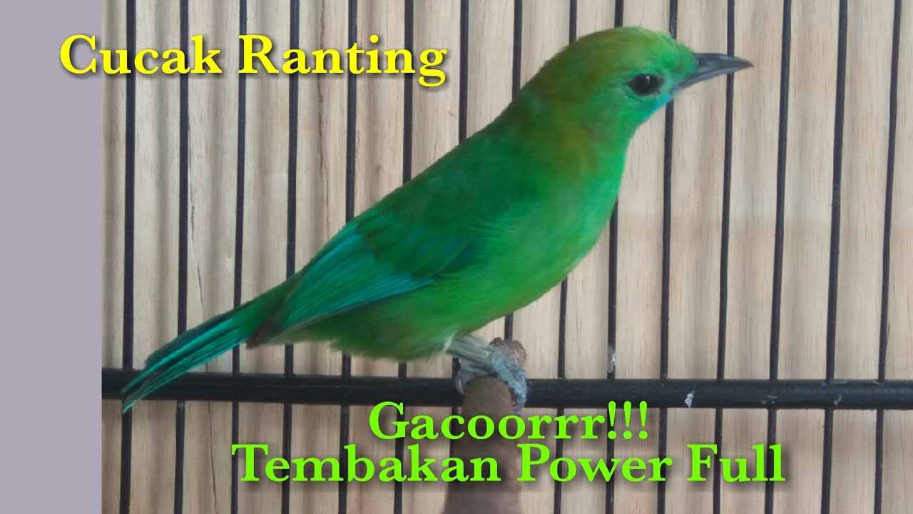 CUCAK RANTE GACOR NGEROL TEMBAKAN PANJANG - YouTube